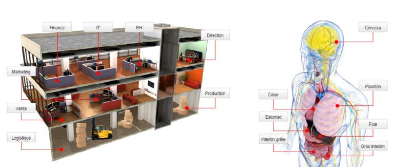 Un modèle d'organisation à suivre pour toutes les entreprises